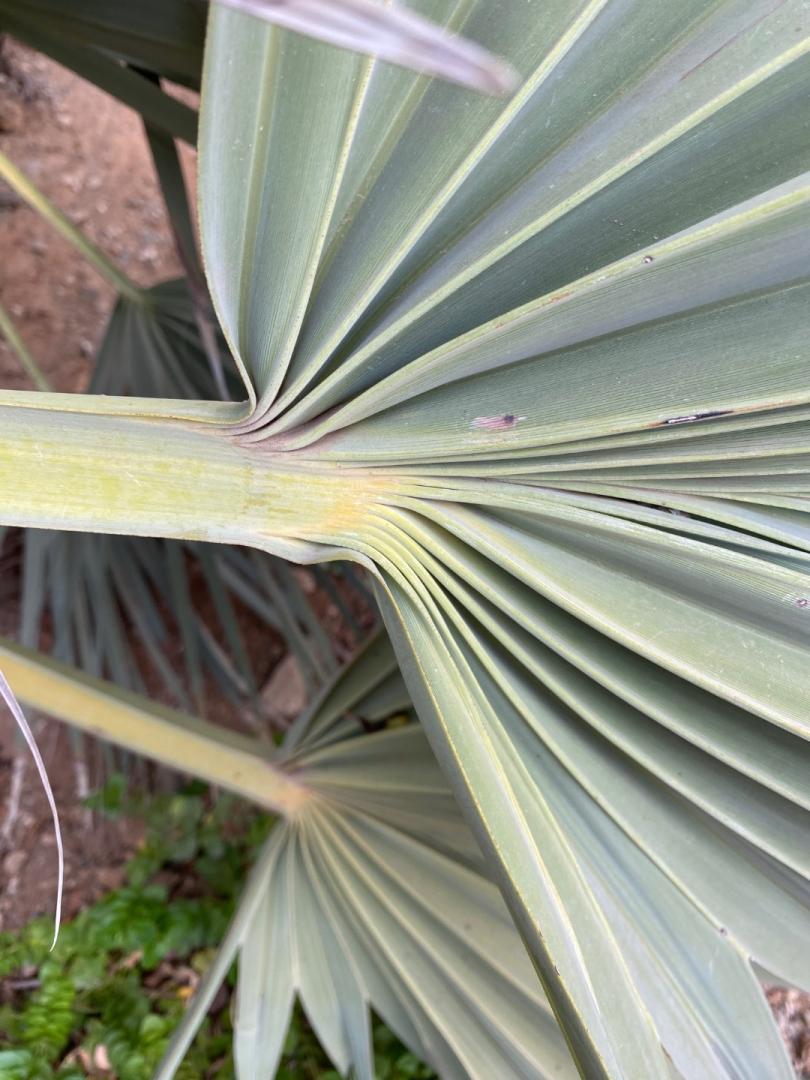 Hastulas - DISCUSSING PALM TREES WORLDWIDE - PalmTalk