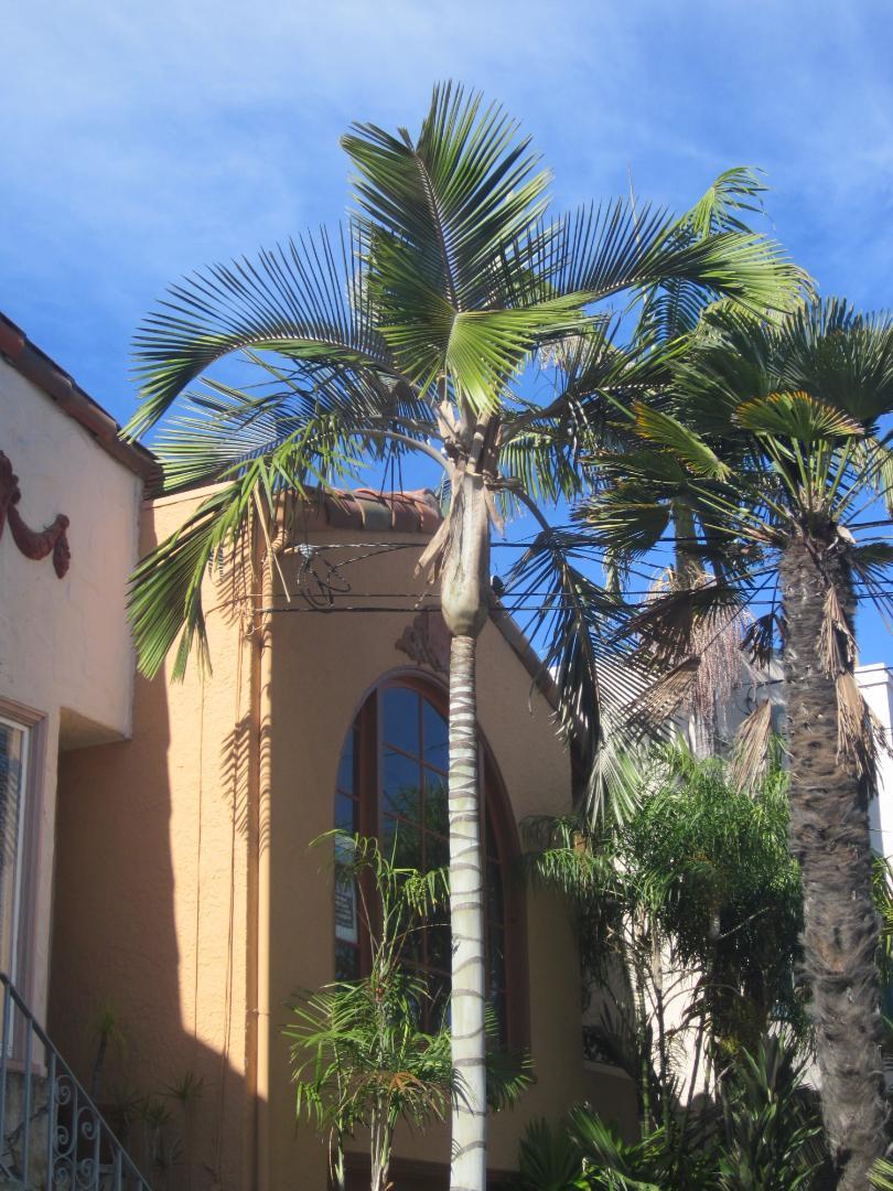 Calling all Ceroxylon experts identification required - DISCUSSING PALM ...