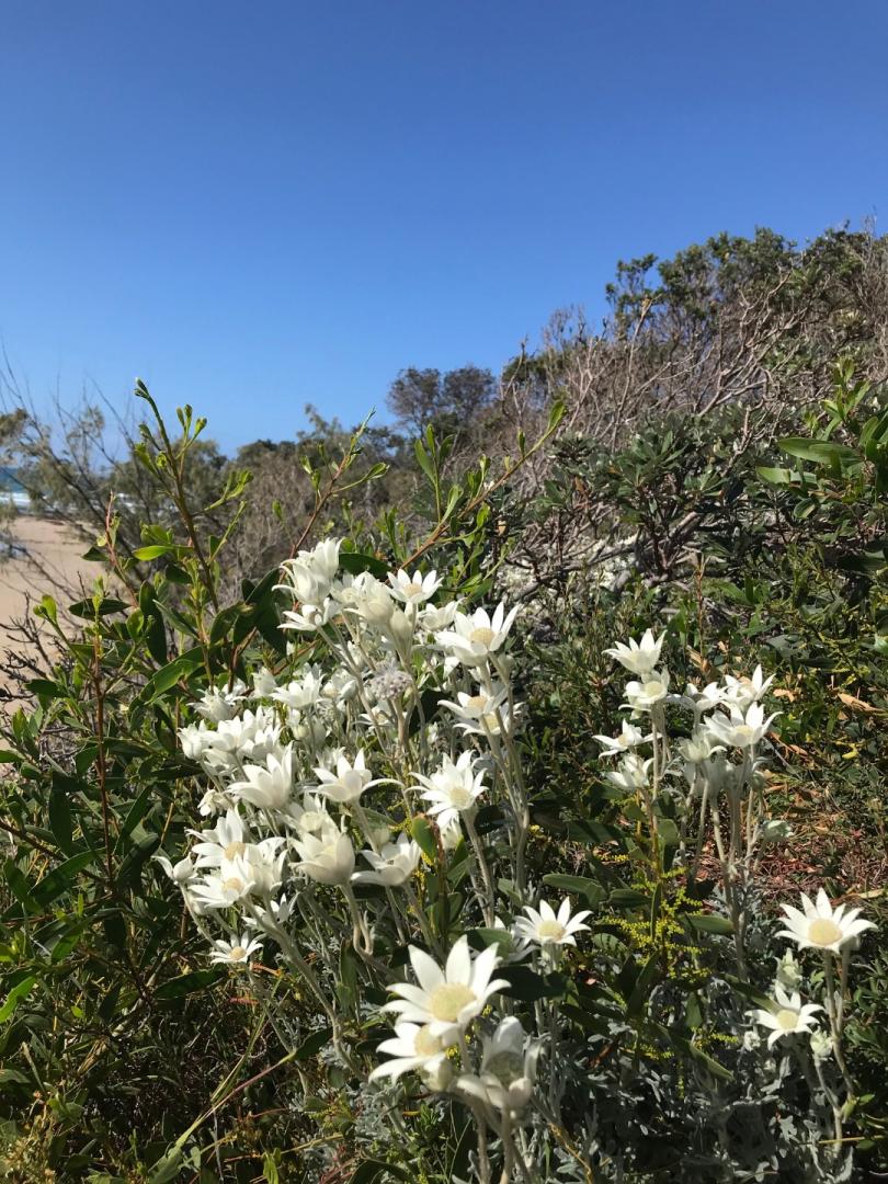 Growing Australian native flannel flowers - TROPICAL LOOKING PLANTS ...
