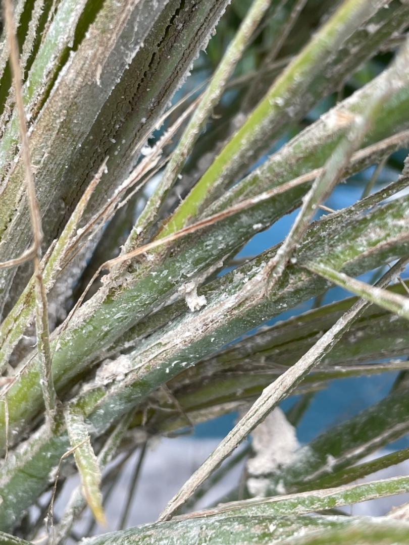 Phoenix Roebelenii Disease? - DISCUSSING PALM TREES WORLDWIDE - PalmTalk