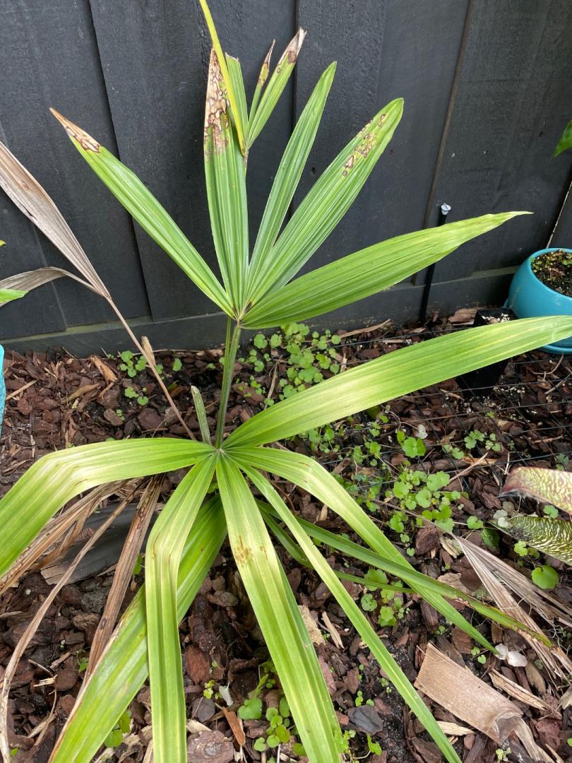 Hastulas - DISCUSSING PALM TREES WORLDWIDE - PalmTalk