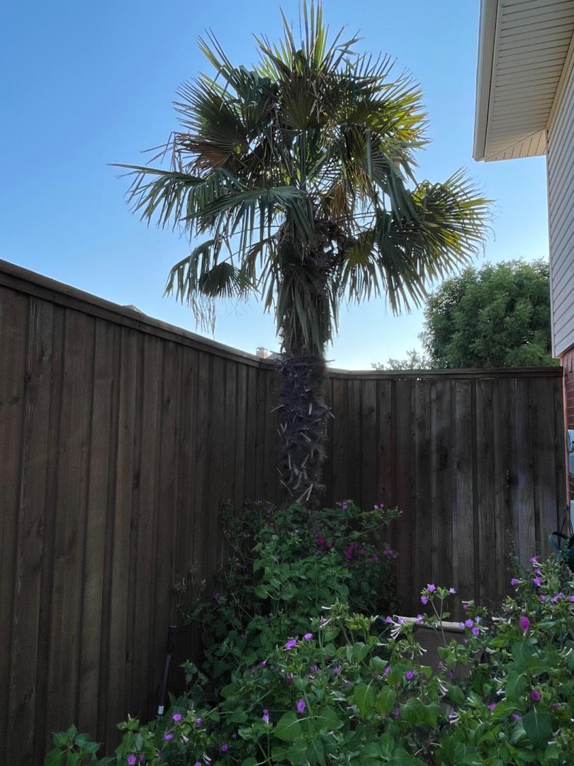 Palm survivors after cold, wet zone 9b winter - COLD HARDY PALMS - PalmTalk