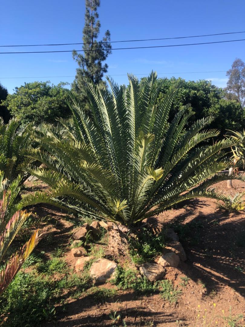 Nat x Horridus female George Sparkman Plant - TROPICAL LOOKING PLANTS ...