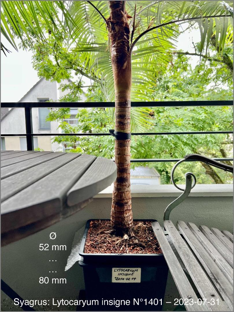 Lytocaryum trunk types - DISCUSSING PALM TREES WORLDWIDE - PalmTalk