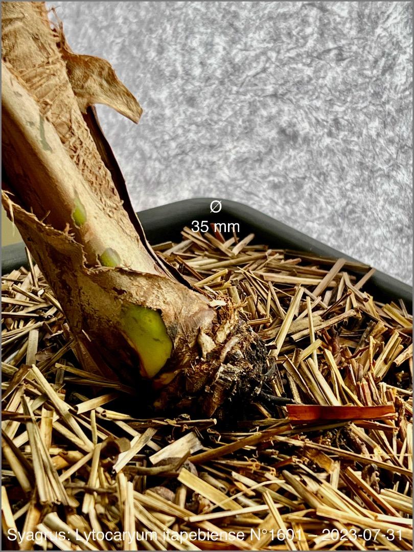Lytocaryum trunk types - DISCUSSING PALM TREES WORLDWIDE - PalmTalk