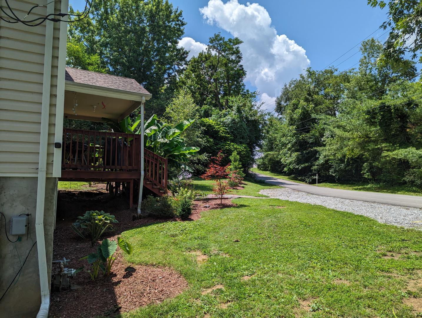 East Tennessee Summer Palm Progress - COLD HARDY PALMS - PalmTalk
