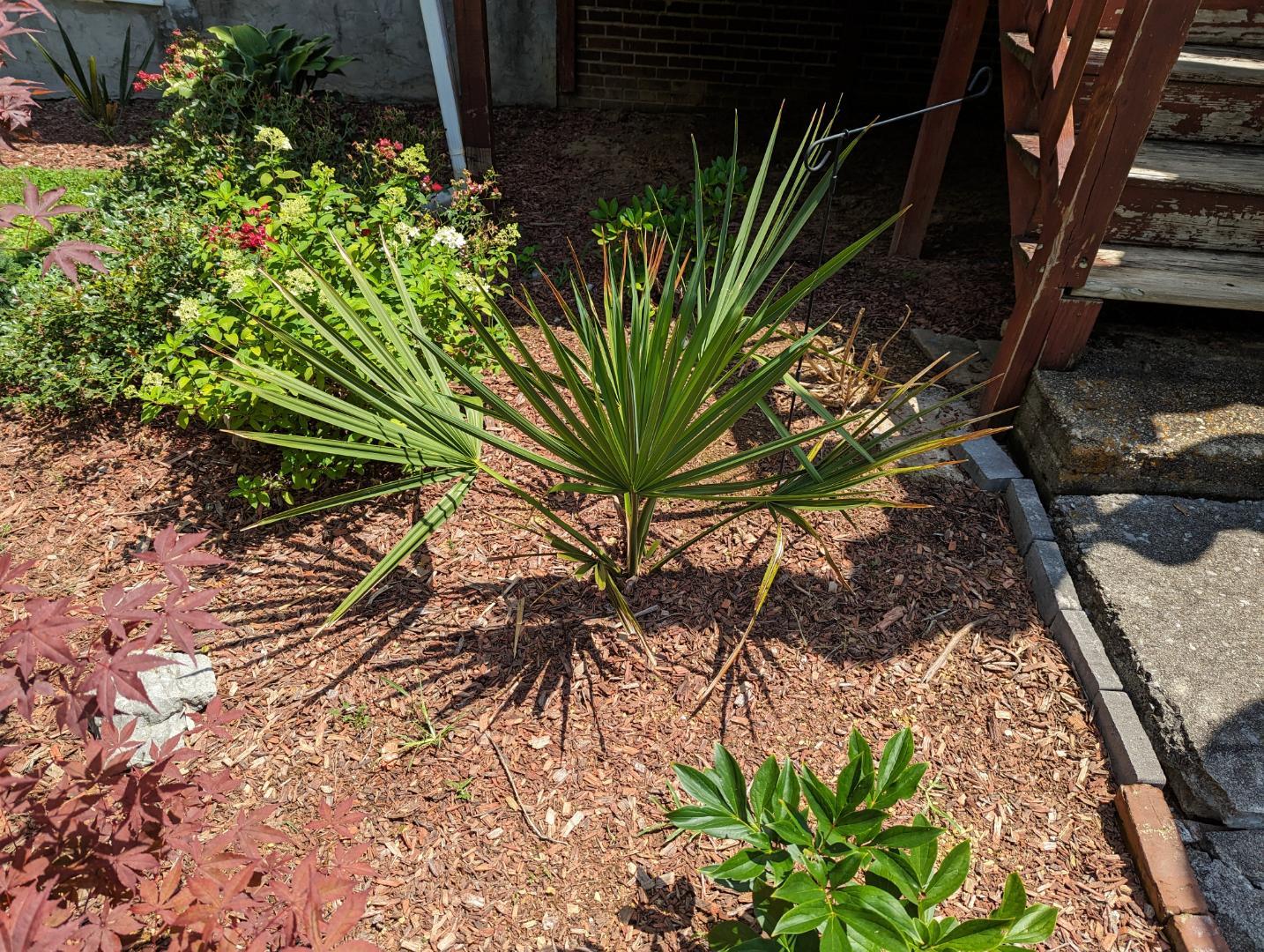 East Tennessee Summer Palm Progress - COLD HARDY PALMS - PalmTalk