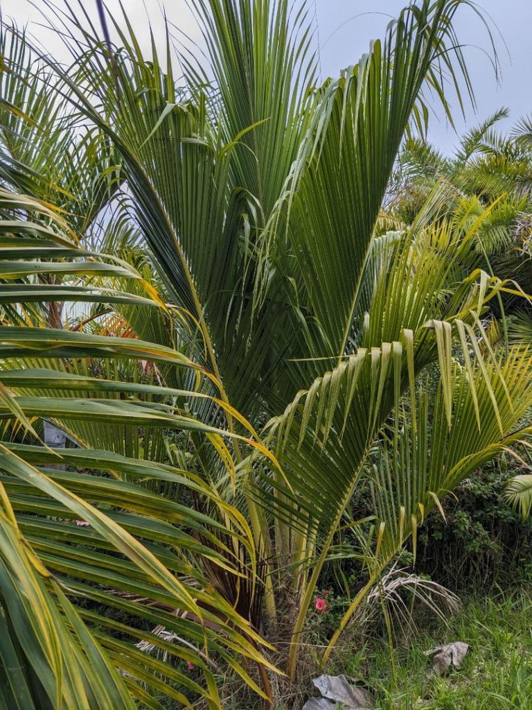 Droopy Beccariophoenix Madagascariensis - DISCUSSING PALM TREES ...