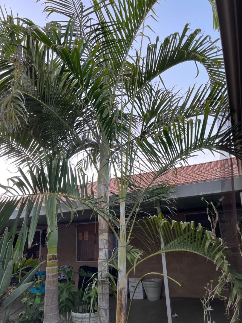 Dypsis hybrid splitting ? - DISCUSSING PALM TREES WORLDWIDE - PalmTalk