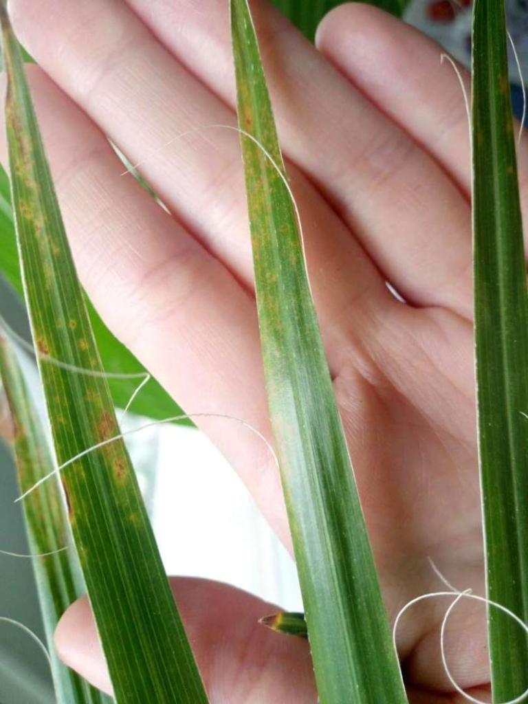 Pale Spots on Washingtonia: Potassium Deficiency or Disease ...