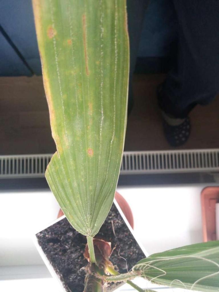 Pale Spots on Washingtonia: Potassium Deficiency or Disease ...