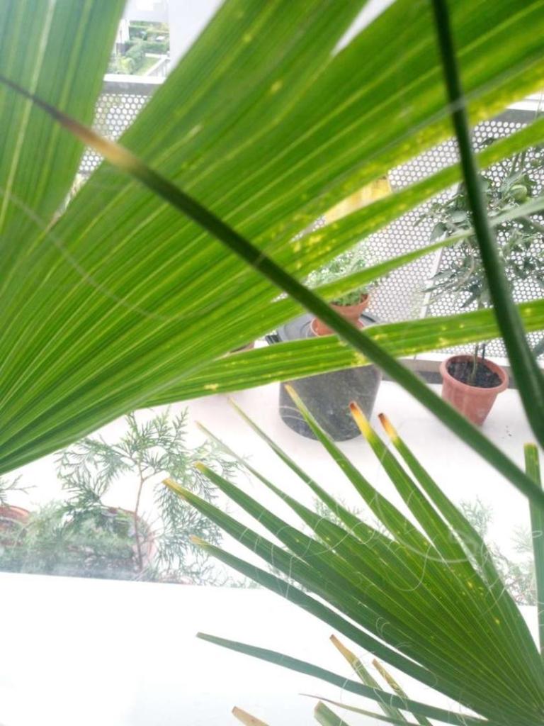 Pale Spots on Washingtonia: Potassium Deficiency or Disease ...