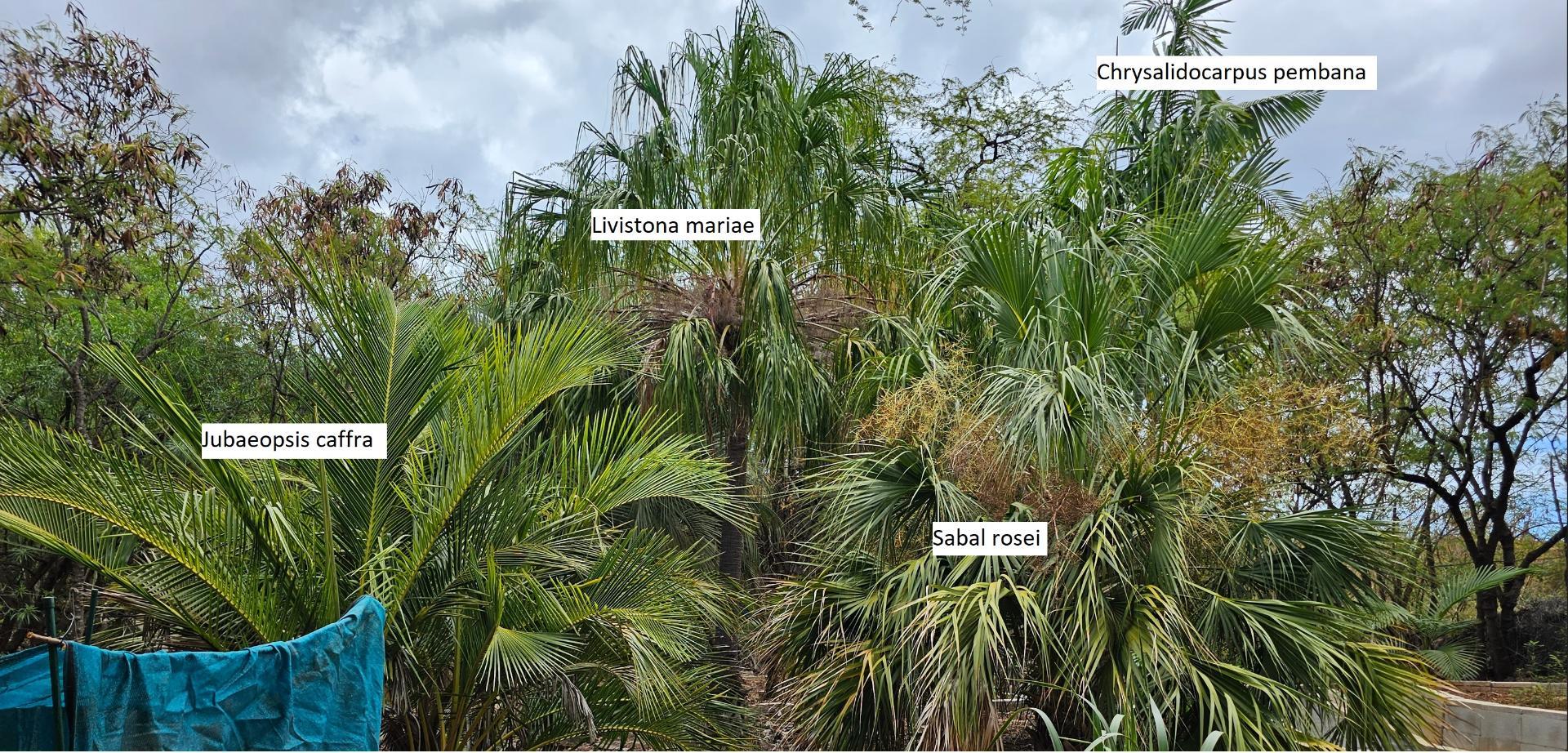 18 Years of Growth - DISCUSSING PALM TREES WORLDWIDE - PalmTalk