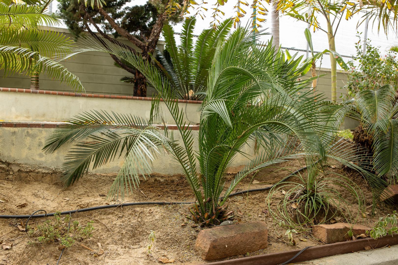 Macrozamia communis garden specimen - TROPICAL LOOKING PLANTS - Other ...