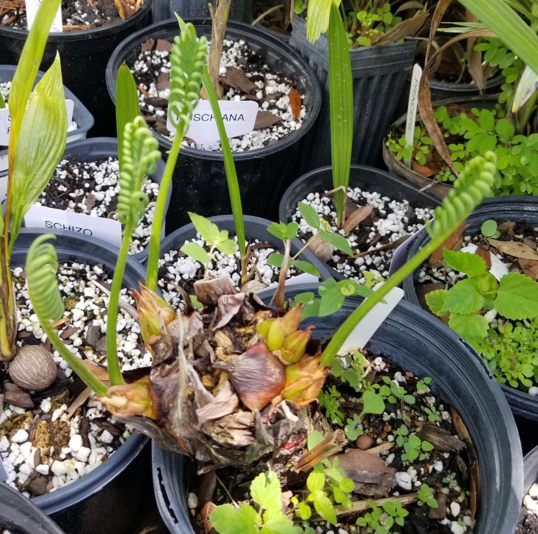 Interesting appendage on an Encephalartos longifolius - TROPICAL ...