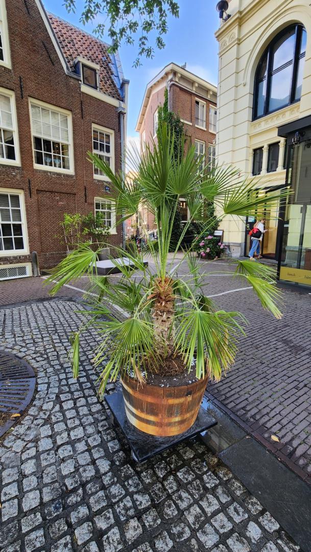 Special palm in Amsterdam? - DISCUSSING PALM TREES WORLDWIDE - PalmTalk