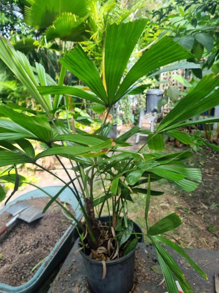 Licuala ramsayi two spears - DISCUSSING PALM TREES WORLDWIDE - PalmTalk