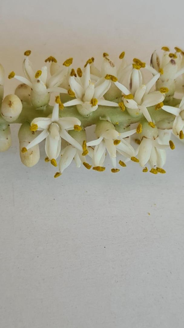 Sabal flower anatomy. Is it really a causiarum? - DISCUSSING PALM TREES ...