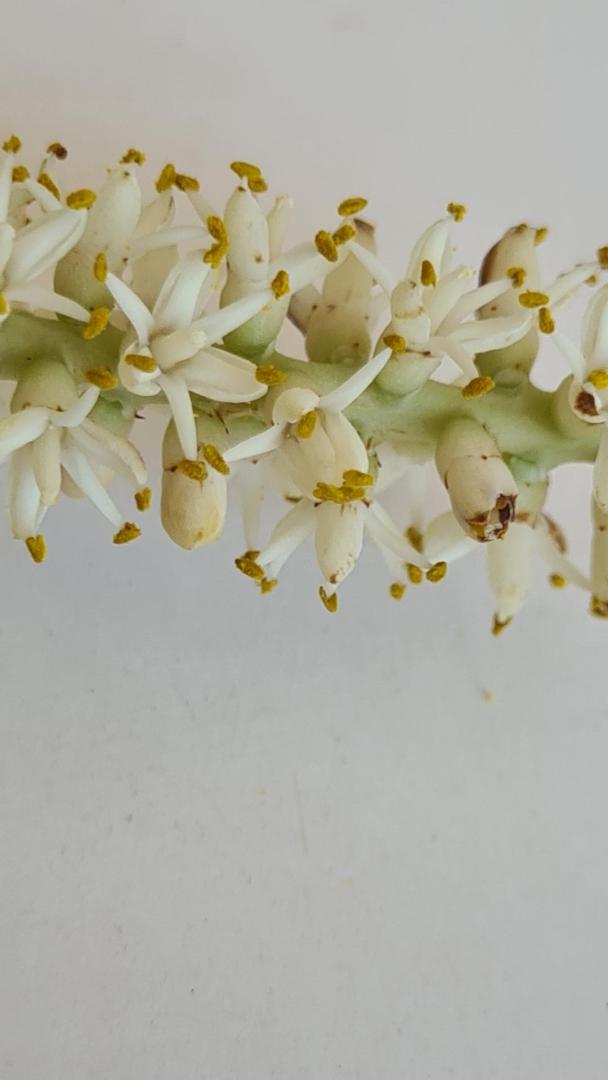 Sabal flower anatomy. Is it really a causiarum? - DISCUSSING PALM TREES ...