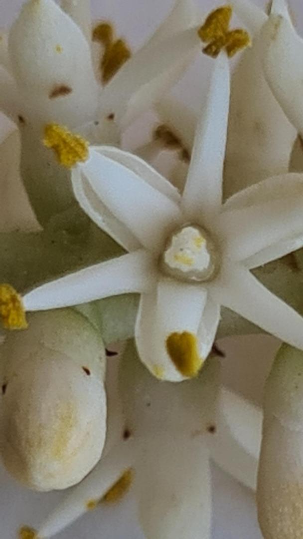 Sabal flower anatomy. Is it really a causiarum? - DISCUSSING PALM TREES ...