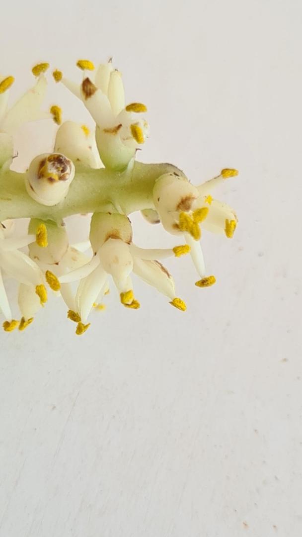 Sabal flower anatomy. Is it really a causiarum? - DISCUSSING PALM TREES ...