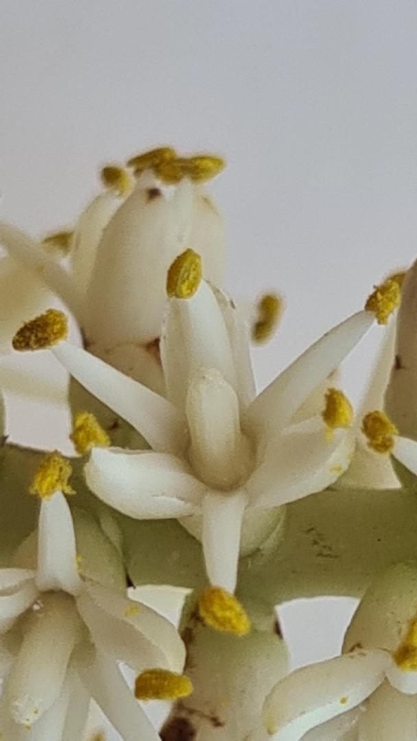 Sabal flower anatomy. Is it really a causiarum? - DISCUSSING PALM TREES ...