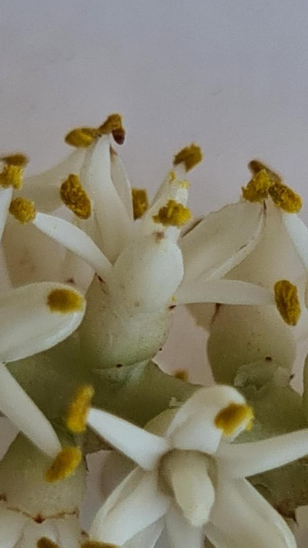 Sabal flower anatomy. Is it really a causiarum? - DISCUSSING PALM TREES ...
