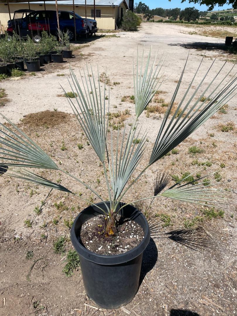 Brahea clara - Palms/Plants/Seeds Wanted - PalmTalk