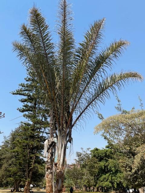 Palm identification - DISCUSSING PALM TREES WORLDWIDE - PalmTalk