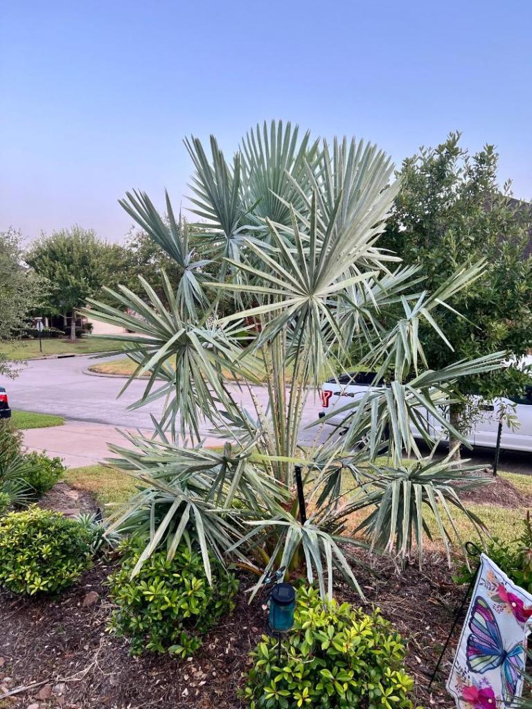 Copernicia alba - For Sale - PalmTalk