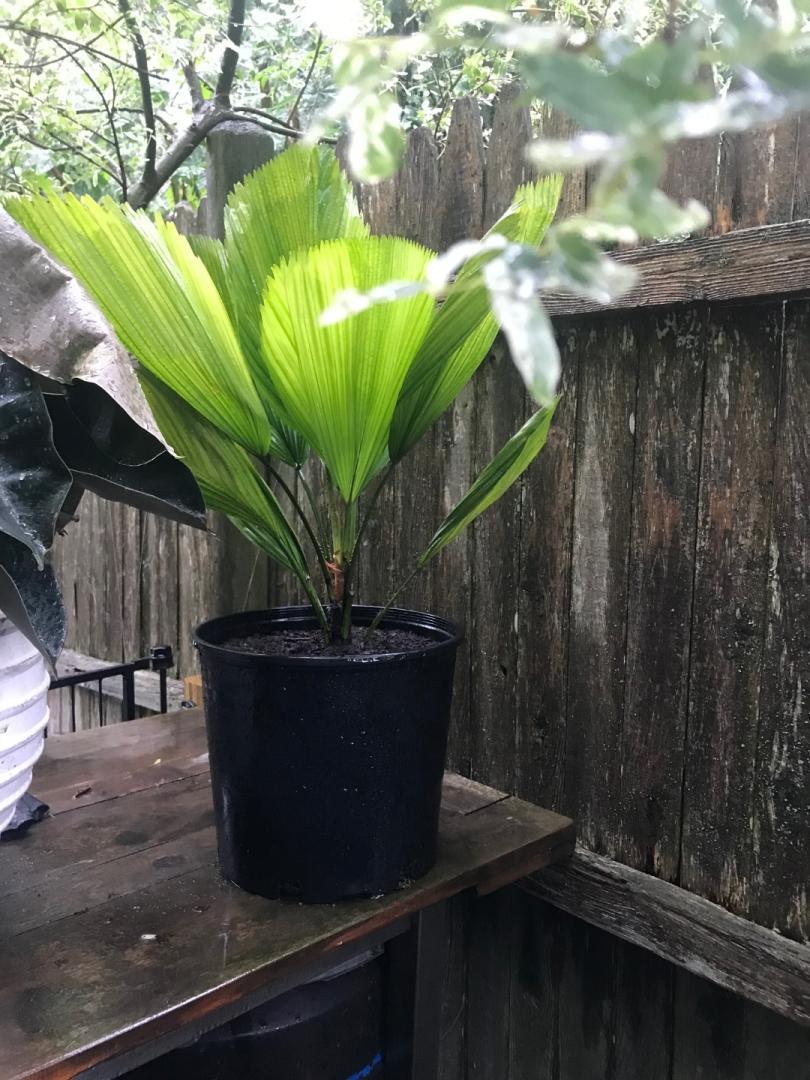 Licuala Grandis - PALMS IN POTS - PalmTalk