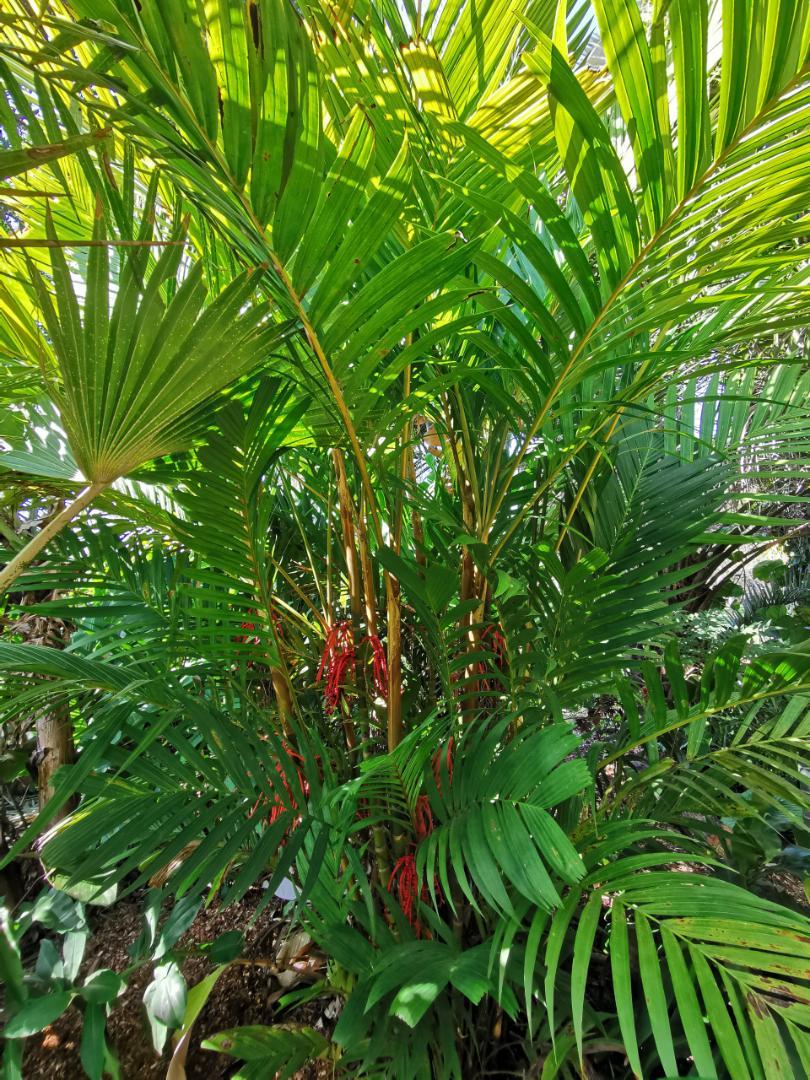 Pinanga coronata - DISCUSSING PALM TREES WORLDWIDE - PalmTalk