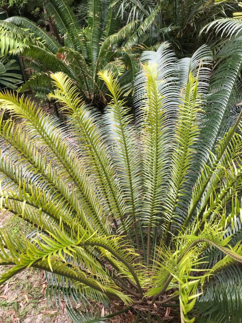 Lepidozamia peroffskyana - TROPICAL LOOKING PLANTS - Other Than Palms ...