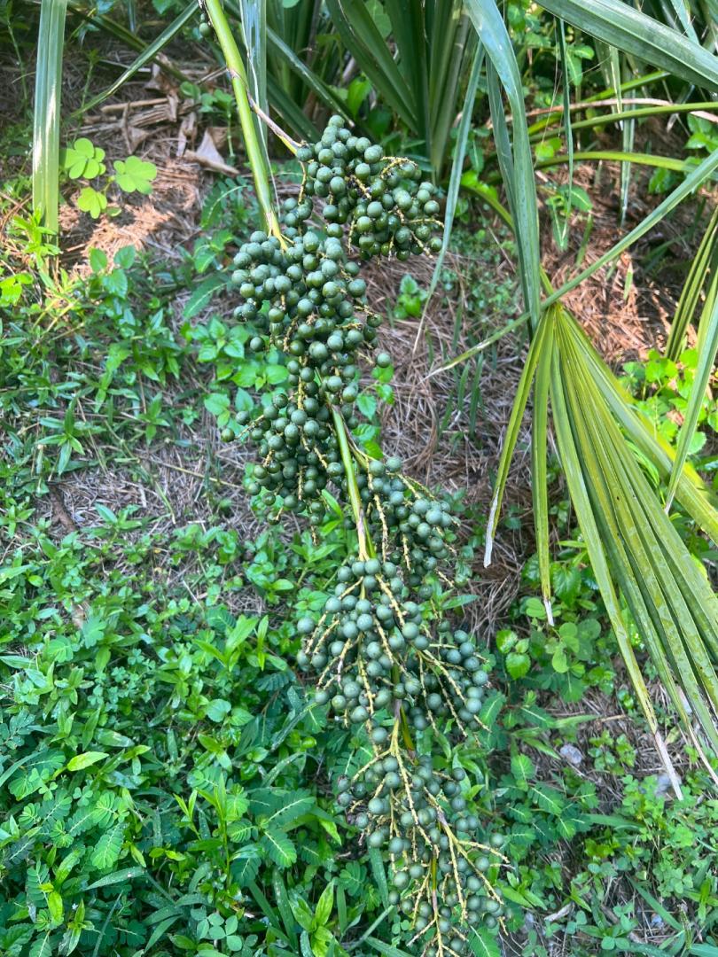When can i collect these Sabal minor seeds? - DISCUSSING PALM TREES ...