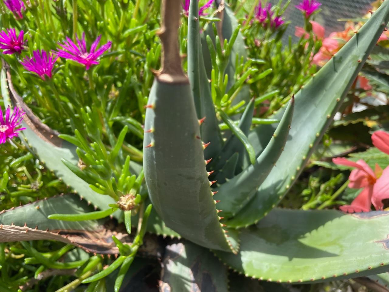 Aloe glauca? changing appearance - TROPICAL LOOKING PLANTS - Other Than ...