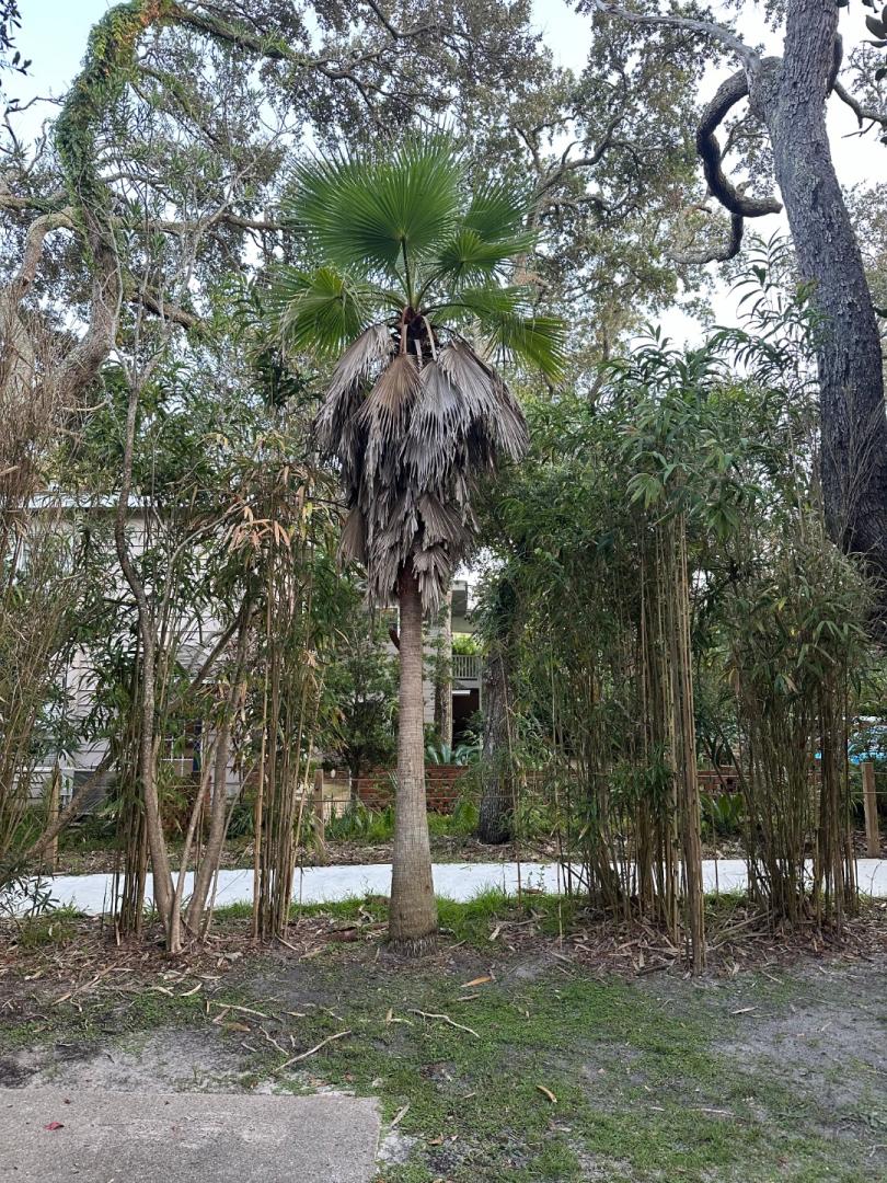 Jekyll island palm finds - DISCUSSING PALM TREES WORLDWIDE - PalmTalk