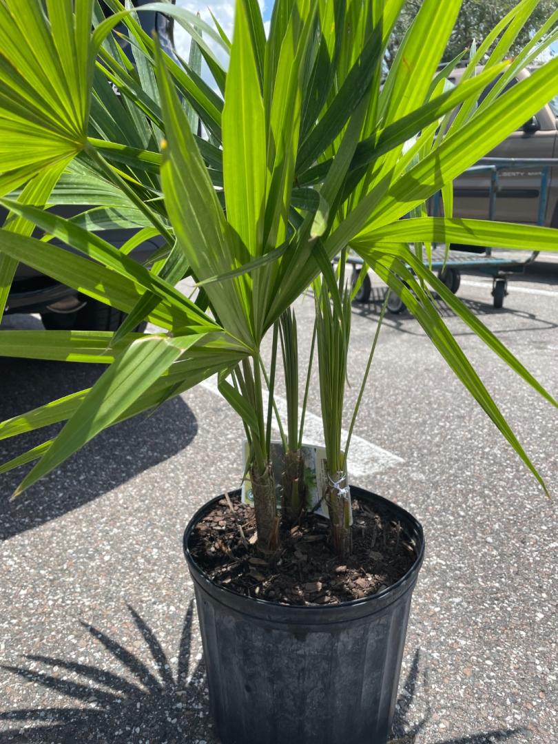 Palm Tree ID Please - DISCUSSING PALM TREES WORLDWIDE - PalmTalk