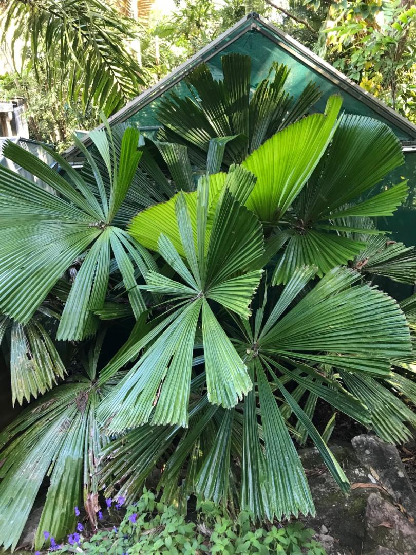 Licuala ramsayi two spears - DISCUSSING PALM TREES WORLDWIDE - PalmTalk