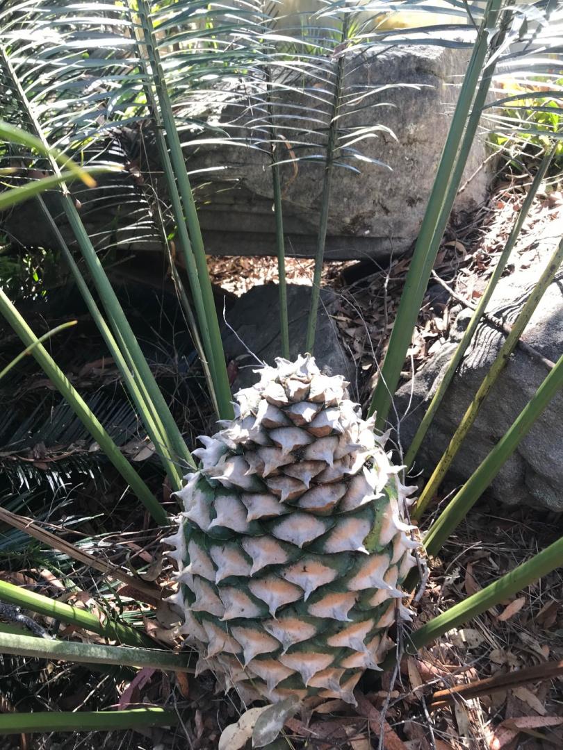 Lepidozamia peroffskyana - TROPICAL LOOKING PLANTS - Other Than Palms ...