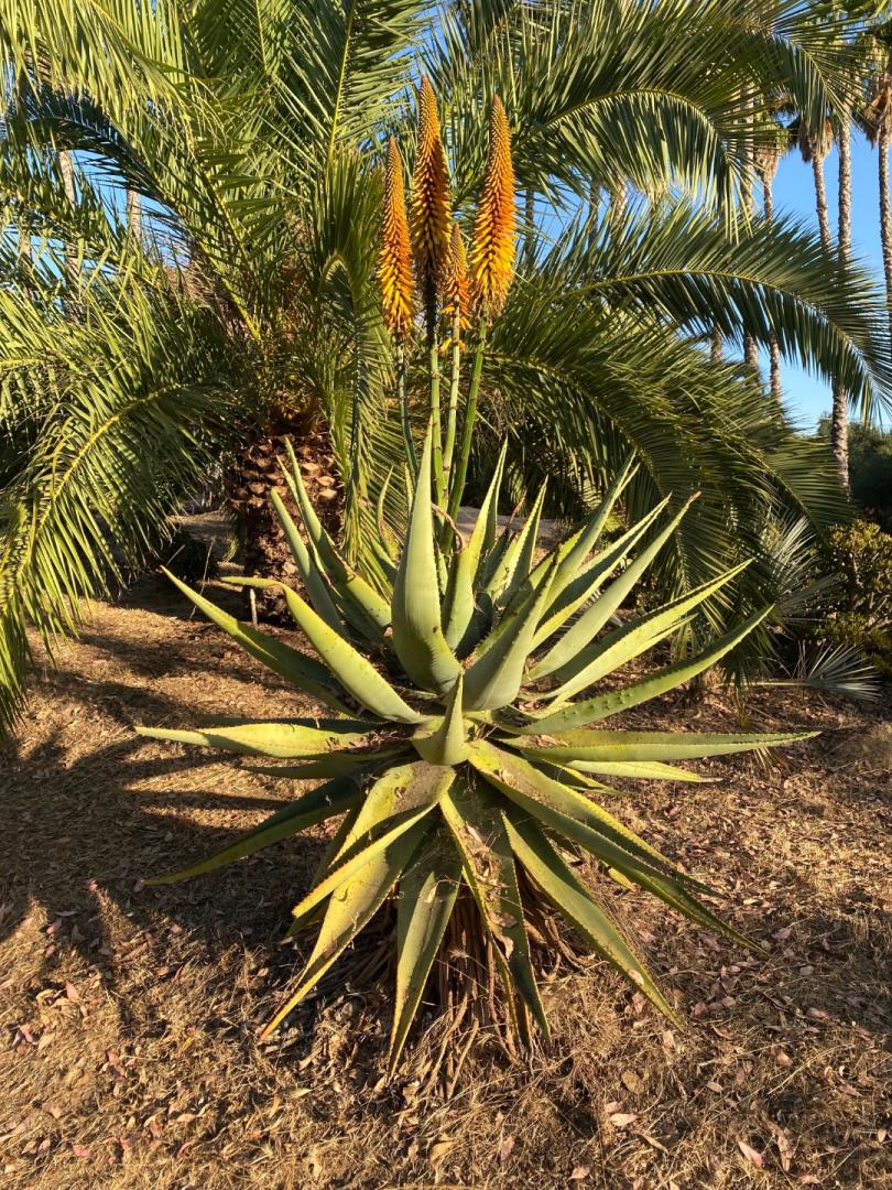 Aloe species unknown in bloom - TROPICAL LOOKING PLANTS - Other Than ...