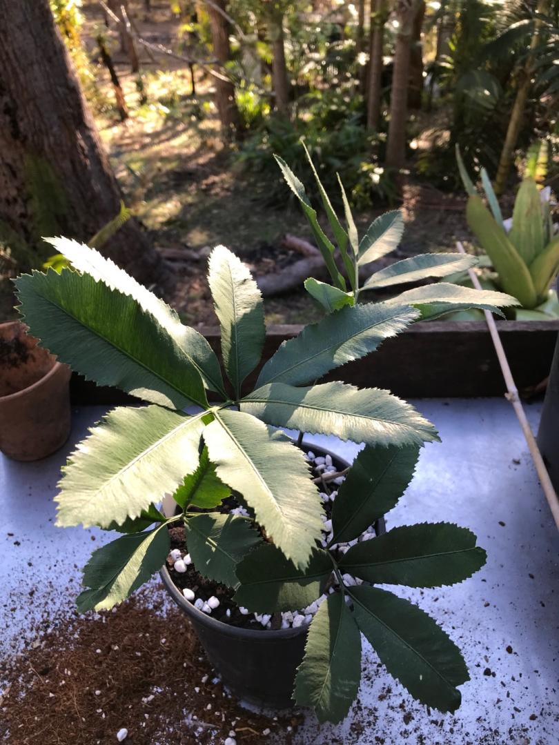 Stangeria eriopsis - TROPICAL LOOKING PLANTS - Other Than Palms - PalmTalk