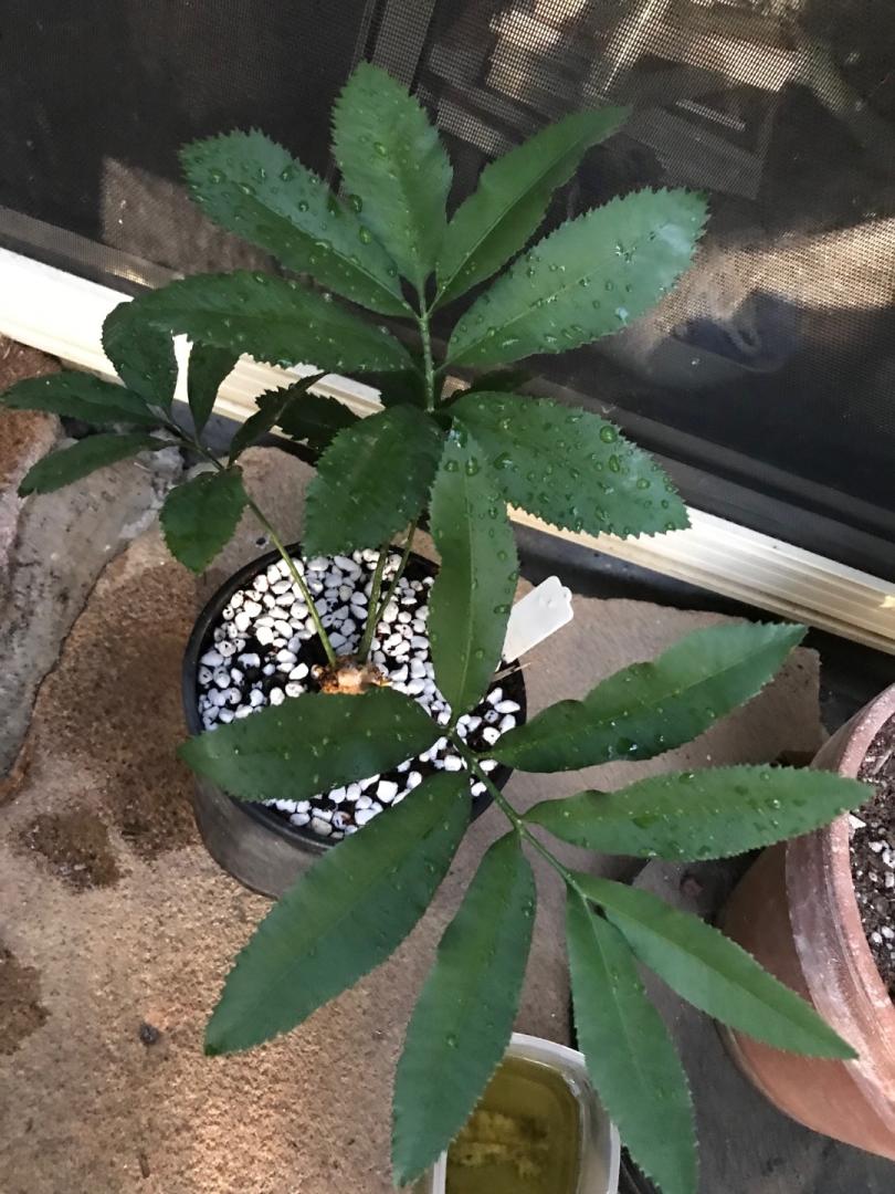 Stangeria eriopsis - TROPICAL LOOKING PLANTS - Other Than Palms - PalmTalk