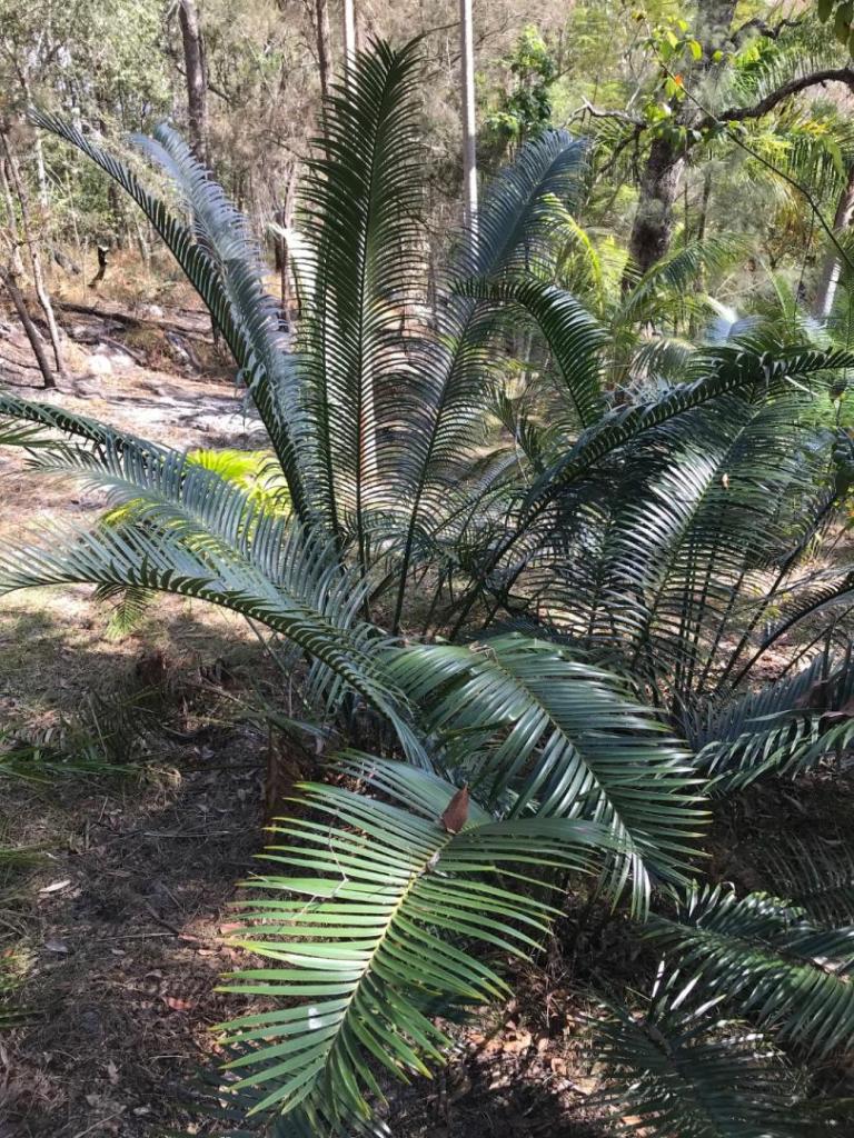 Lepidozamia peroffskyana - TROPICAL LOOKING PLANTS - Other Than Palms ...