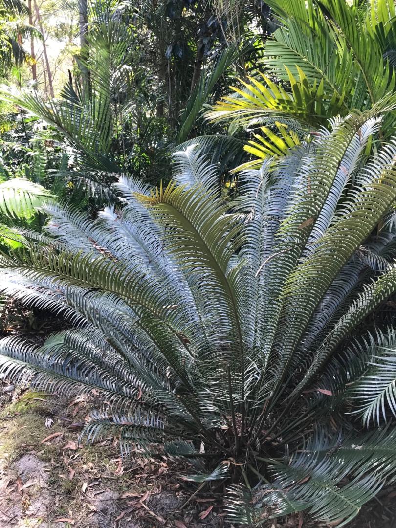 Lepidozamia peroffskyana - TROPICAL LOOKING PLANTS - Other Than Palms ...