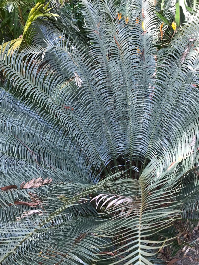 Lepidozamia peroffskyana - TROPICAL LOOKING PLANTS - Other Than Palms ...