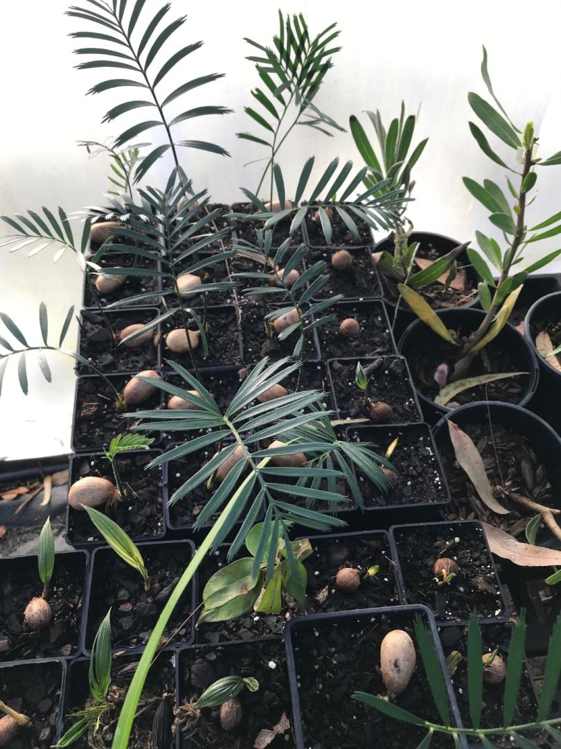 Macrozamia communis garden specimen - TROPICAL LOOKING PLANTS - Other ...