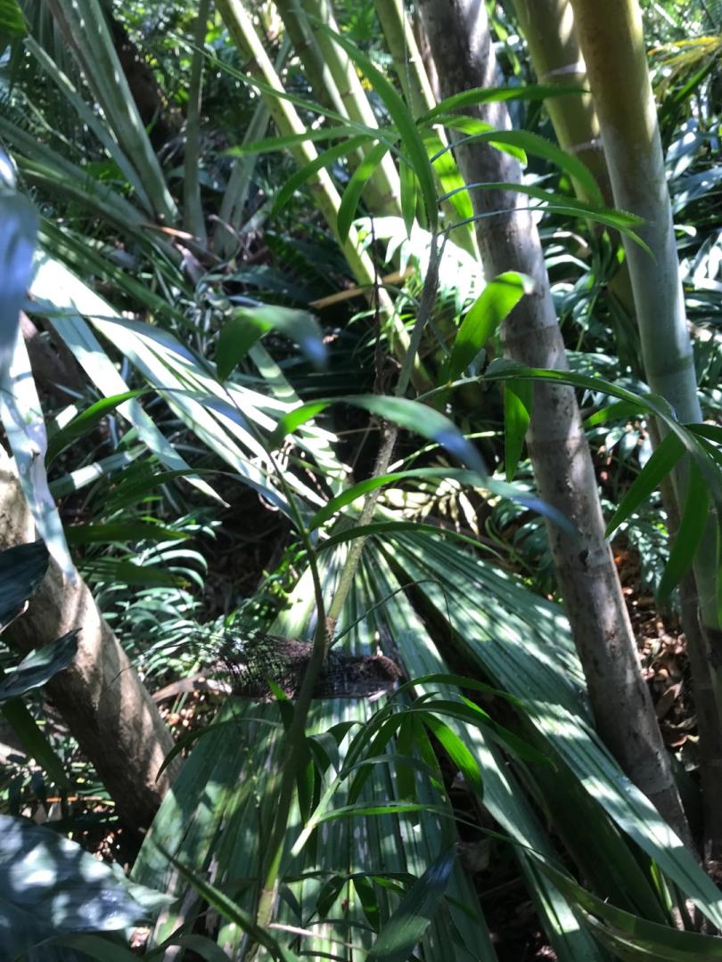 Ones deadly palm to grow calmus australis - DISCUSSING PALM TREES ...