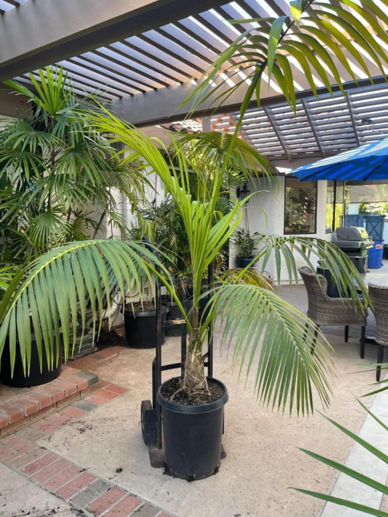 15 Gallon Kentia Palms Howea forsteriana - For Sale - PalmTalk