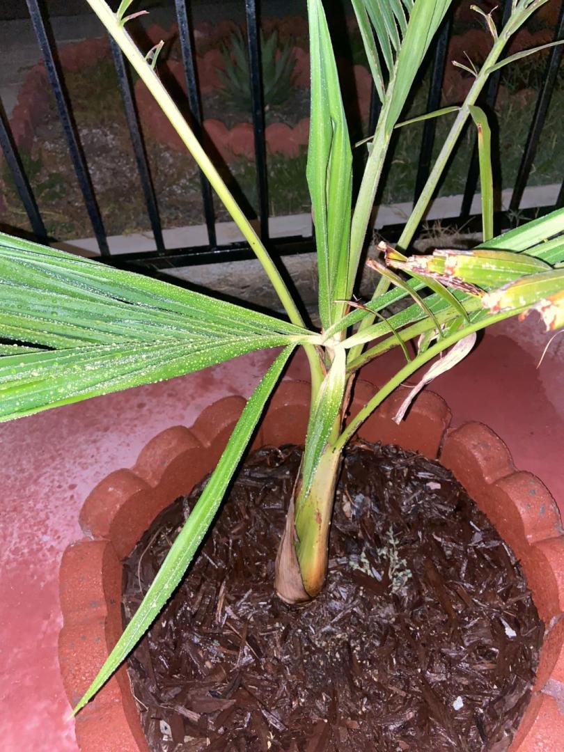 Droopy spear on King Palm - DISCUSSING PALM TREES WORLDWIDE - PalmTalk