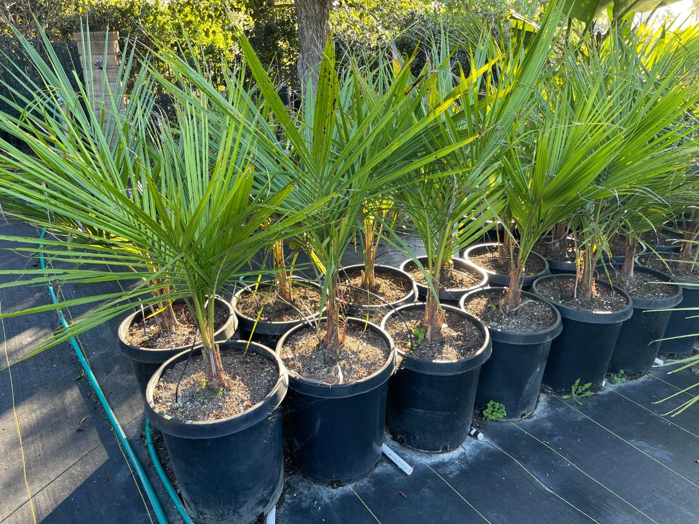 15 Gallon Beccariopheonix alfredii - For Sale - PalmTalk